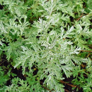Artemisia Frigida | Fringed Sagewort | Pasture or Prairie Sage | 20 ...