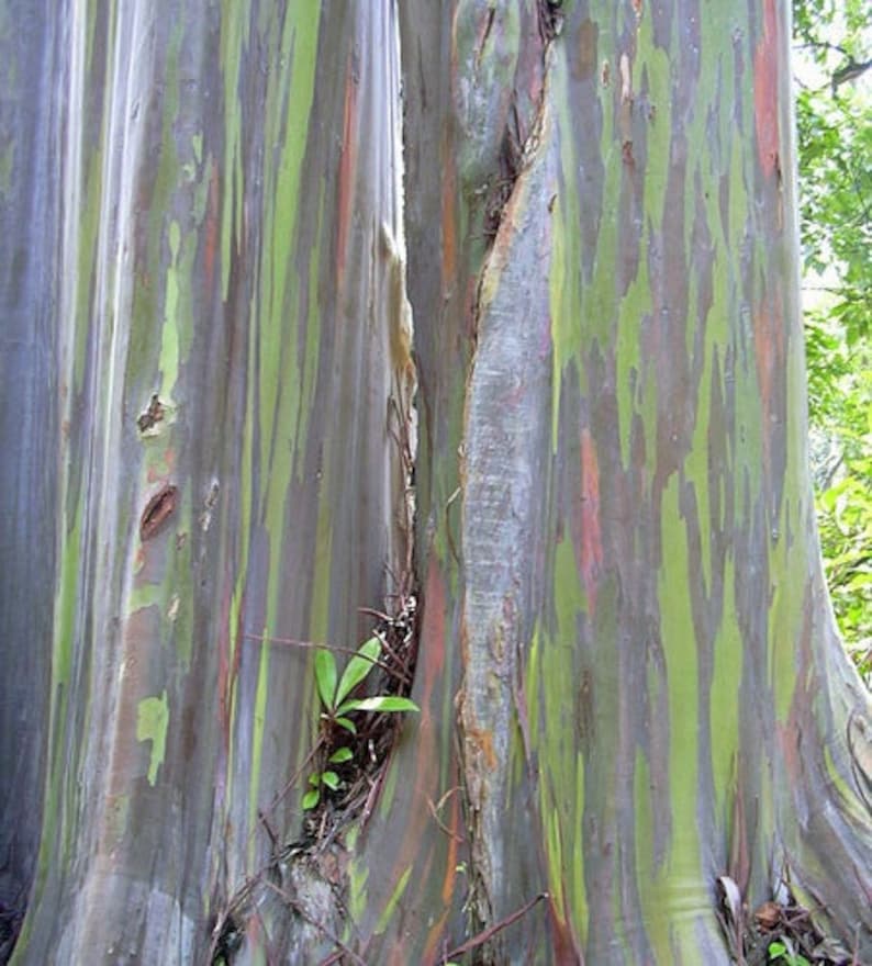 Eucalyptus Deglupta Rainbow Eucalyptus 20 Tiny Seeds - Etsy