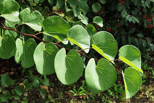 Cercis Siliquastrum Judas Tree Love Tree 5 Seeds - Etsy