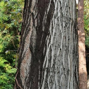 Hovenia Dulcis | Honey Tree | Japanese or Oriental Raisin Tree | 10 ...