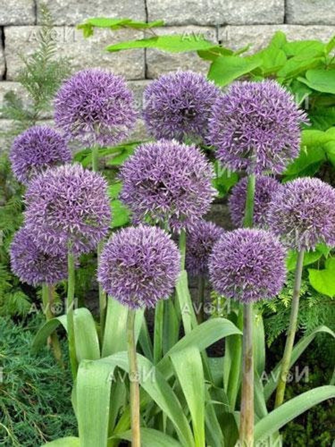 Allium Jesdianum | Ornamental Onion or Allium | Michael Hoog | 10 Seeds ...
