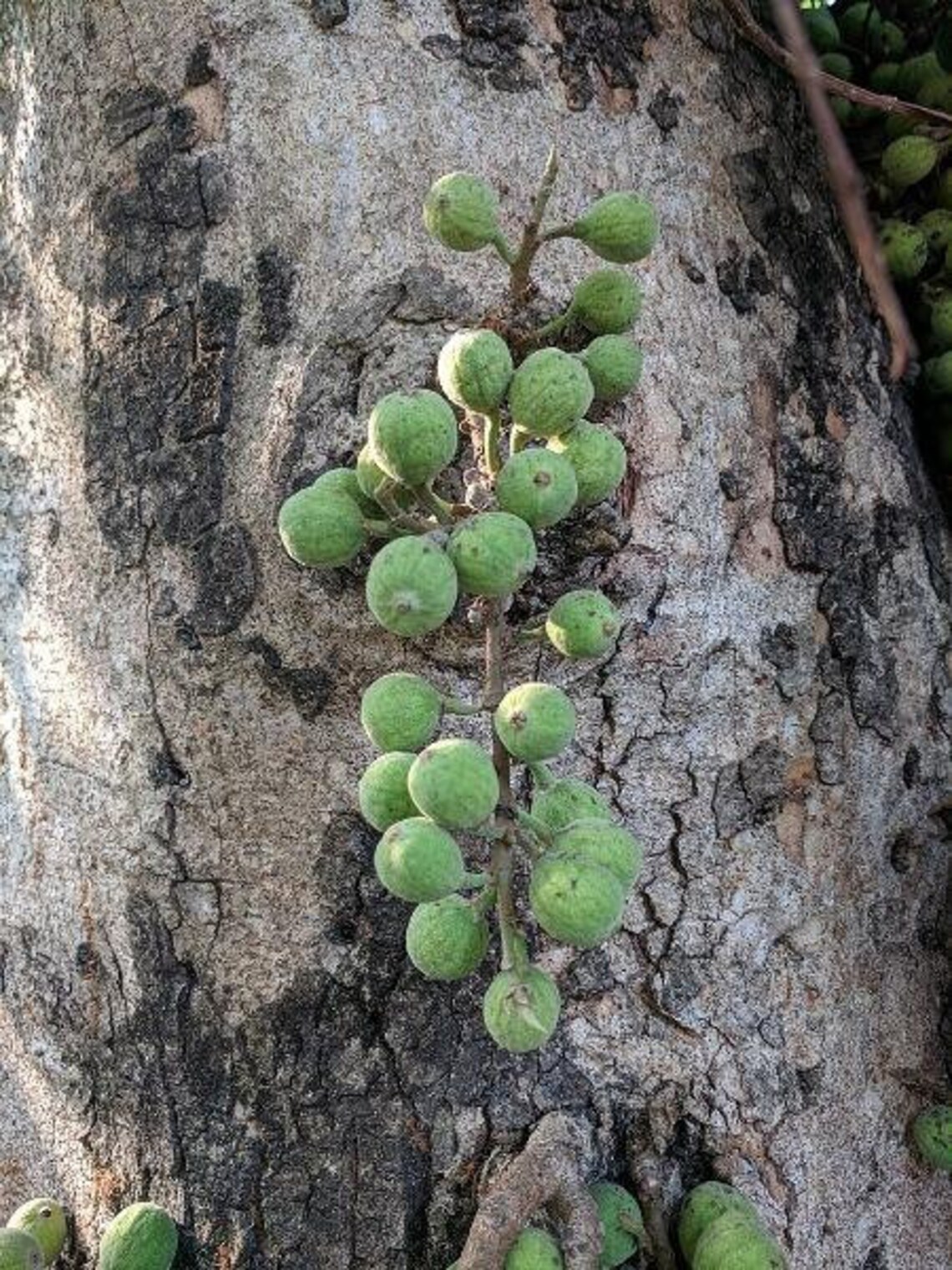 Ficus Racemosa Cluster or Indian Fig Tree Audumbara 100 - Etsy