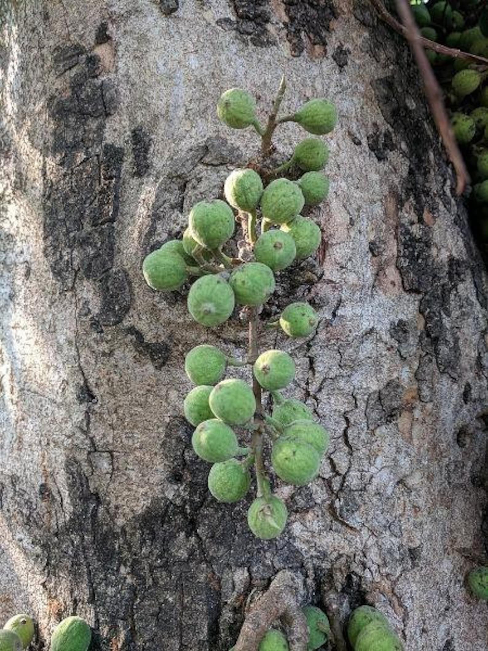 Ficus Racemosa Cluster or Indian Fig Tree Audumbara 100 Seeds - Etsy