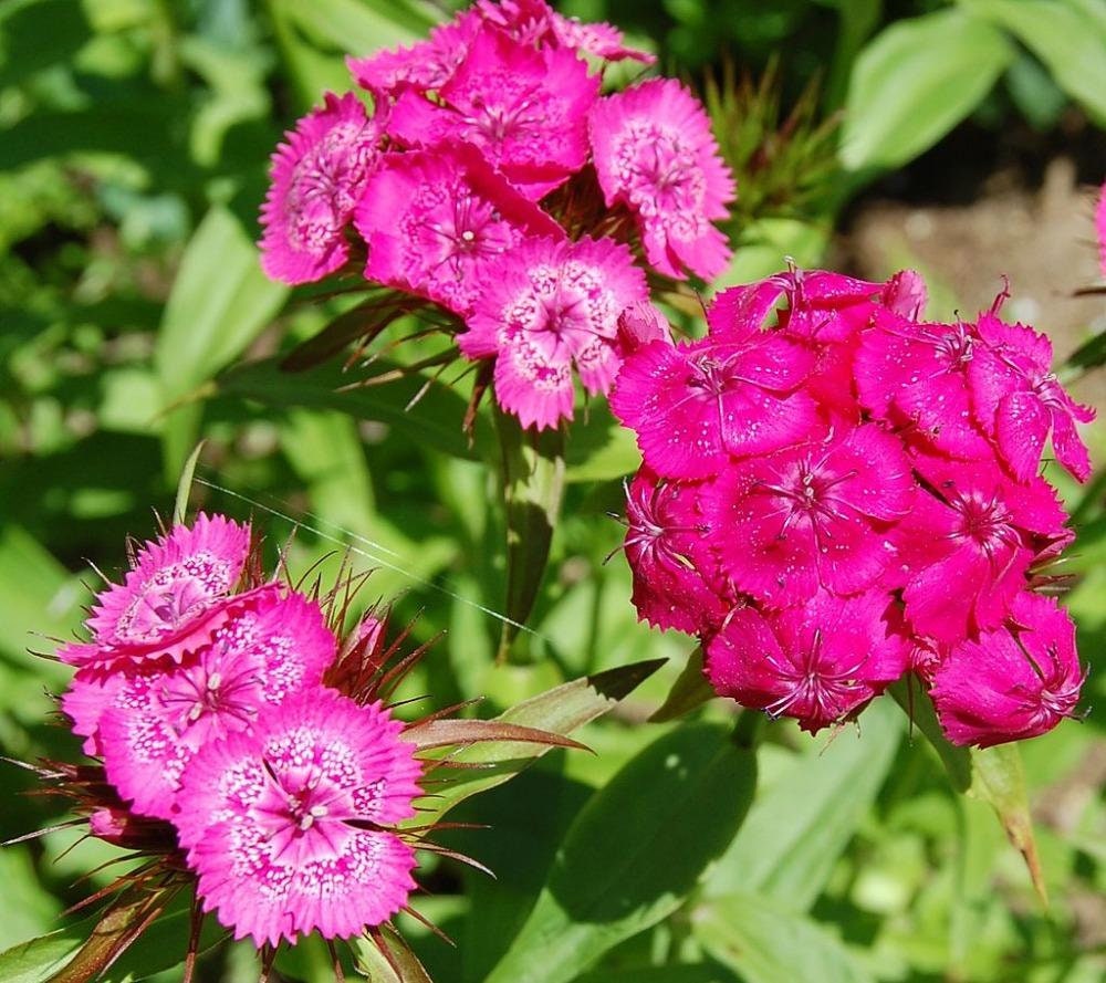 Dianthus Barbatus Single Mix Sweet William 100 Seeds | Etsy