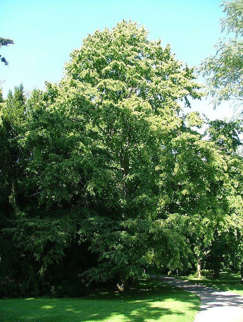 Corylus Colurna | Turkish Hazel | Chinese Hazelnut | 10 Seeds - Etsy