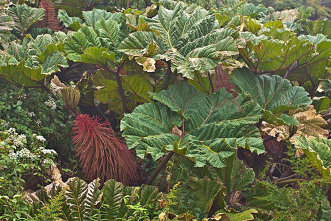 Gunnera Insignis | Giant Rhubarb | 50 Seeds - Etsy