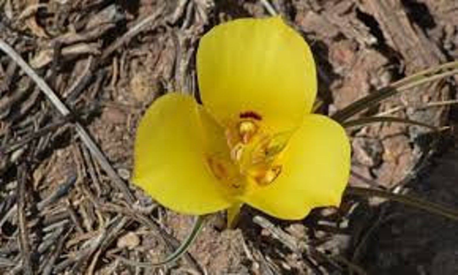 Calochortus Aureus Golden Mariposa Lily 10 Seeds | Etsy