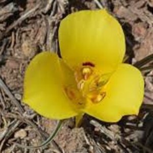 Calochortus Aureus | Golden Mariposa Lily | 20 Seeds - Etsy