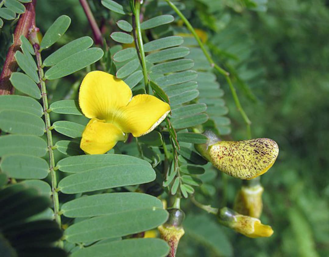 Sesbania Sesban | Egyptian Riverhemp | 10 Seeds - Etsy