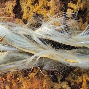 Wrightia Tinctoria | Pala Indigo Plant | Sweet Indrajao | 50 Seeds - Etsy