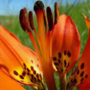 Lilium Philadelphicum | Philadelphia, Prairie or Wood Lily | 25 Seeds ...