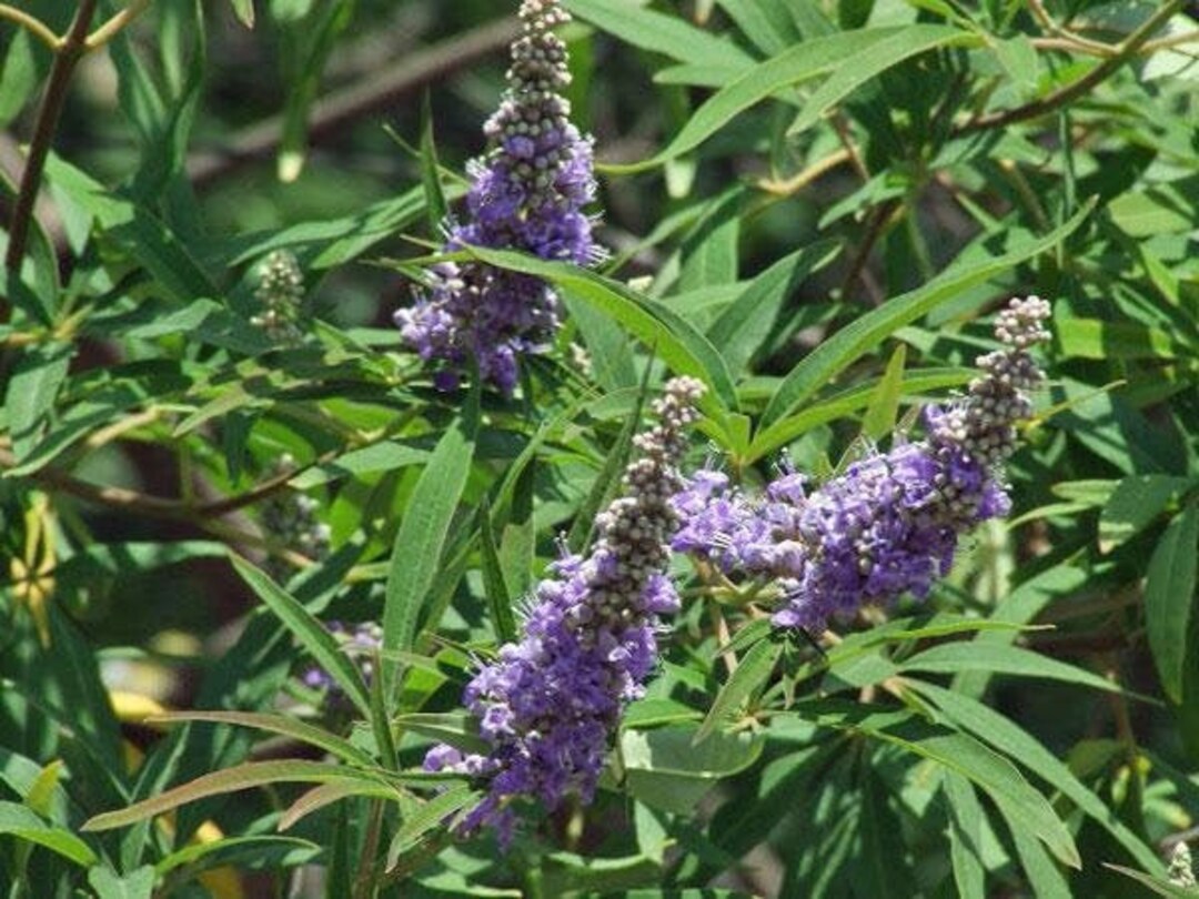 Vitex Agnus-castus | Chaste Tree | Monks Pepper Alba | 20 Seeds - Etsy