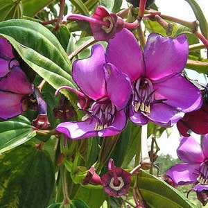 Meriania Nobilis | Amaraboyo | Motley Meriania | Amarrabollo | 10 Seeds ...