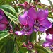 Meriania Nobilis Amaraboyo Motley Meriania Amarrabollo 10 Seeds - Etsy