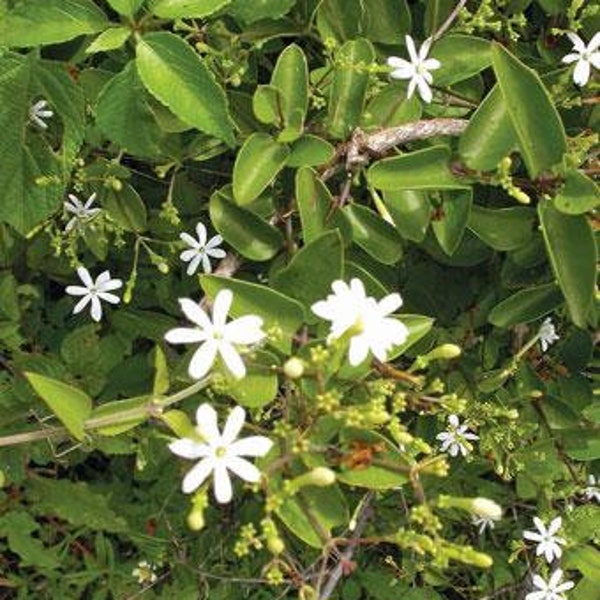Virajaji Jasmine Plant - Etsy