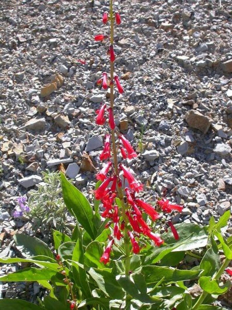 Penstemon Eatonii Firecracker Penstemon 50 Seeds | Etsy