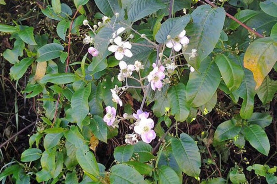 Rubus Glaucus Andean Raspberry Mora De Castilla 20 Seeds - Etsy