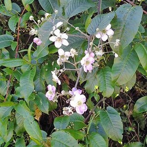 Rubus Glaucus | Andean Raspberry | Mora De Castilla | 50 Seeds - Etsy