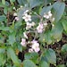 Rubus Glaucus | Andean Raspberry | Mora De Castilla | 50 Seeds - Etsy