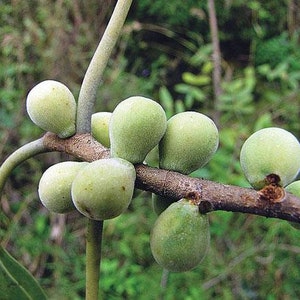 Ficus Amplissima | Indian Bat Tree | Pimpri | Pipri | Pipali | 100 ...