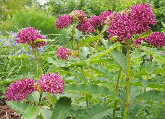 Purple Butterfly Weed