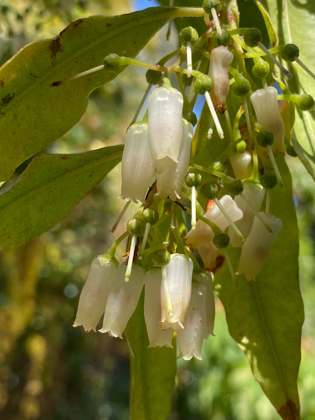 Agarista Populifolia | Florida Hobblebush | 20 Seeds - Etsy