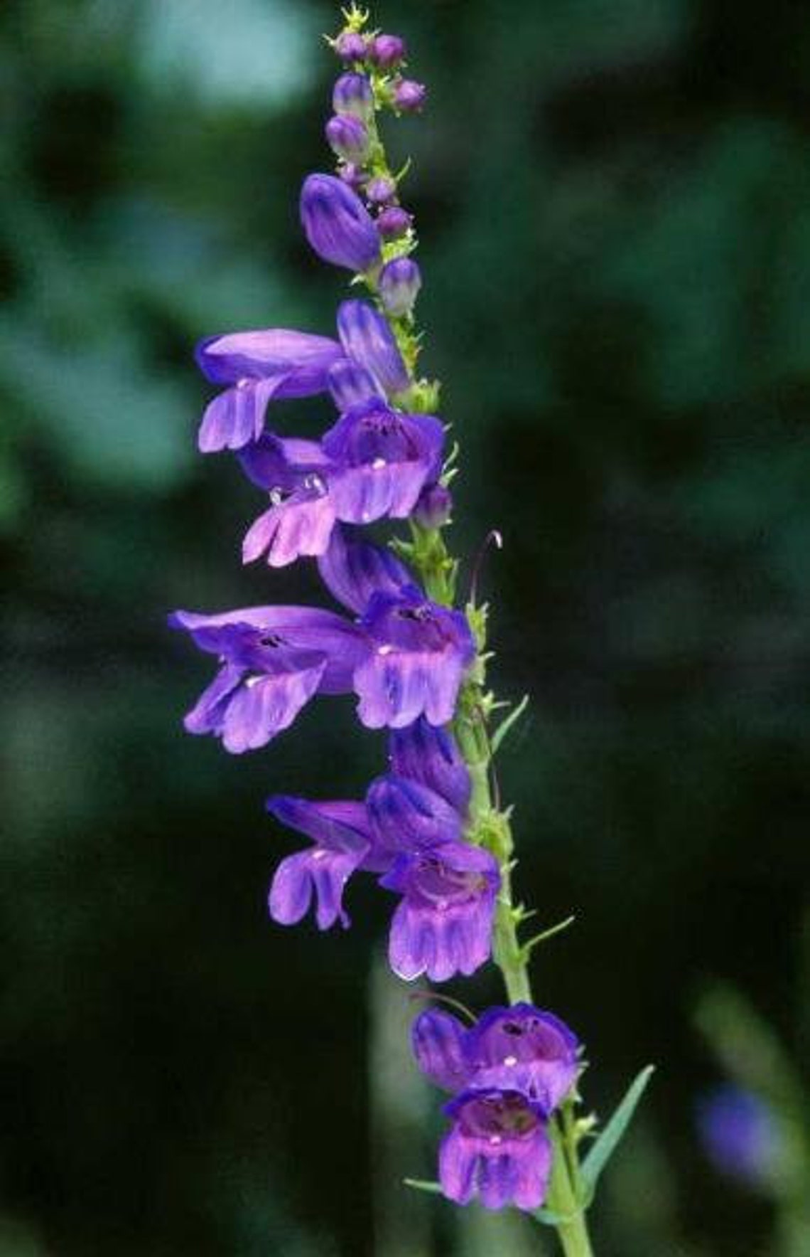 Penstemon Strictus Rocky Mountain Penstemon Pride of the - Etsy