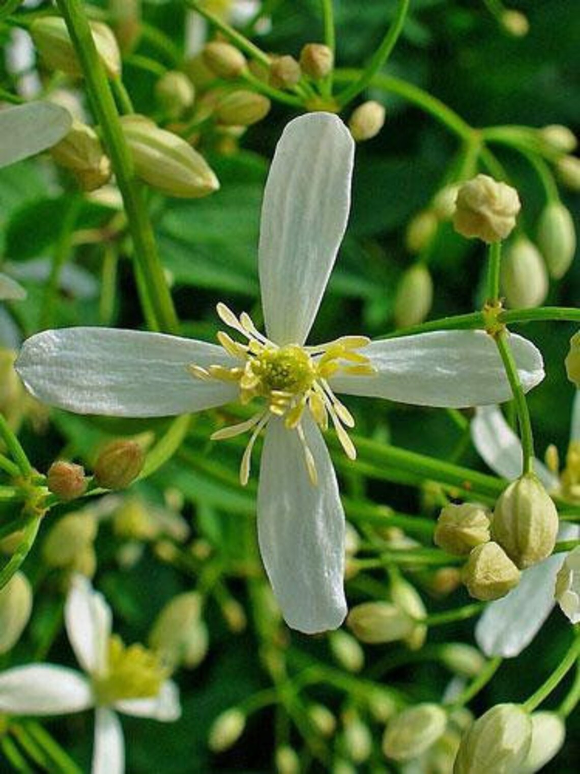 Clematis Recta | Upright Clematis | Ground Virginsbower | 10 Seeds - Etsy