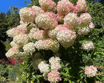 PEE GEE HYDRANGEA Hydrangea Paniculata 'grandiflora' Hardy Shrub, 30 ...