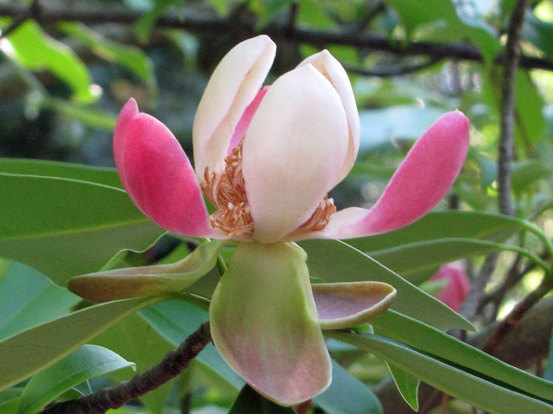 Magnolia Insignis | Chinese Magnolia | 10 Seeds - Etsy