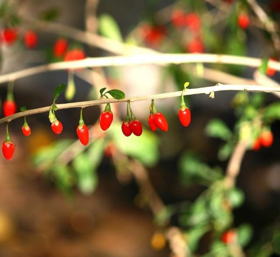 Lycium Chinense | Chinese Box Thorn | Matrimony Vine | Wolfberry | 20 ...