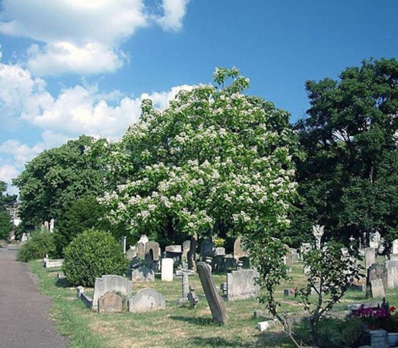 Catalpa Bignonioides Cigar or Fish-bait Tree Southern - Etsy