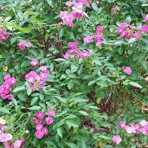 Rosa Chinensis | Miniature Rose | Angel Wings | 10 Seeds - Etsy