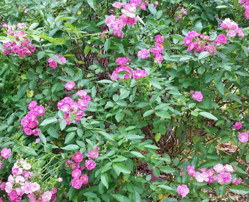 Rosa Chinensis | Miniature Rose | Angel Wings | 10 Seeds - Etsy