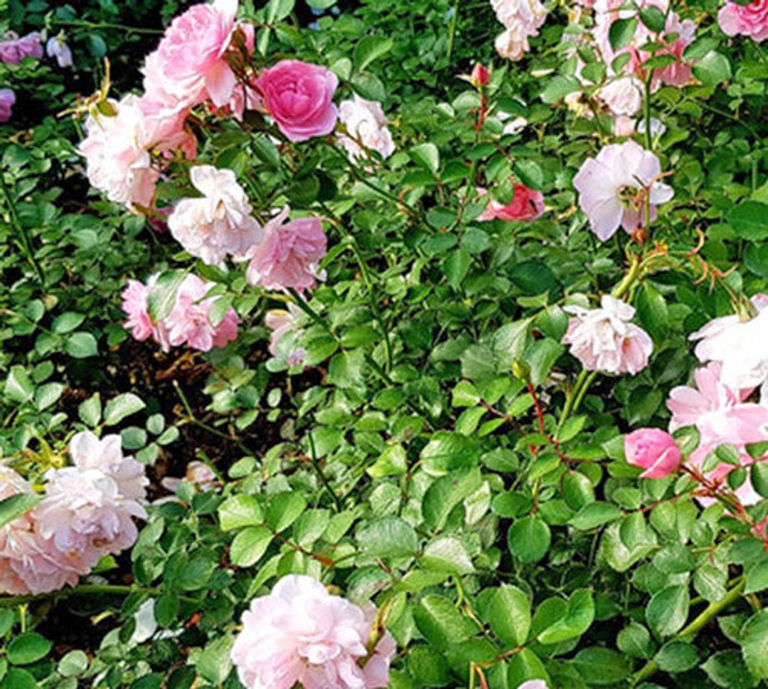 Rosa Chinensis | Miniature Rose | Angel Wings | 10 Seeds - Etsy