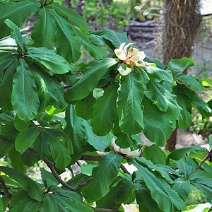 Magnolia Officinalis | Houpo Magnolia | 5 Seeds - Etsy