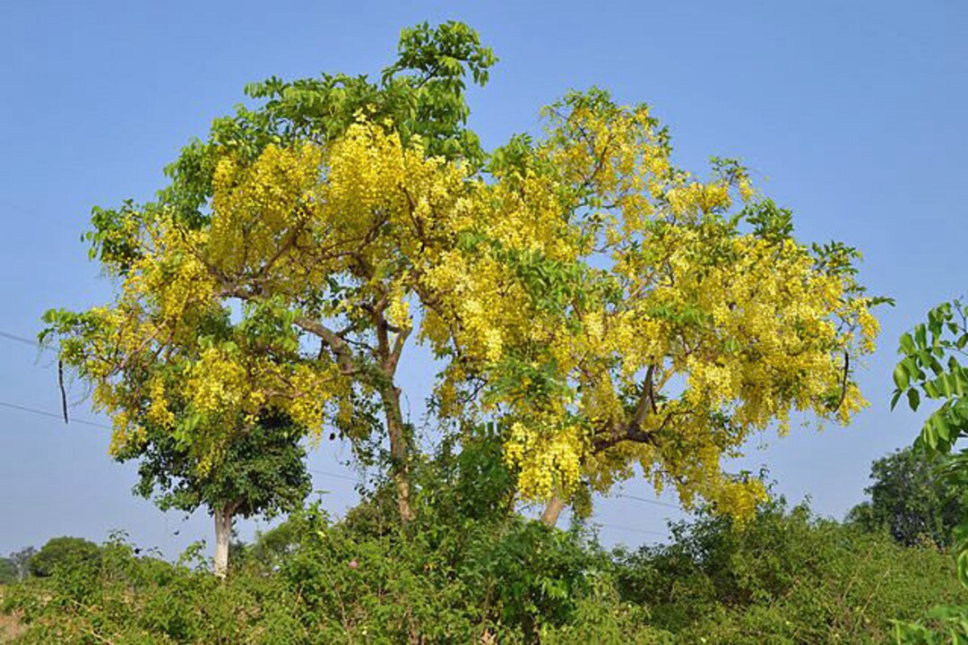 Cassia Fistula | Golden Shower Tree | 10 Seeds - Etsy