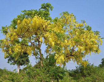 Ornamental Thai Golden Shower Tree, 10 Seeds, CASSIA FISTULA, Very Showy - Etsy