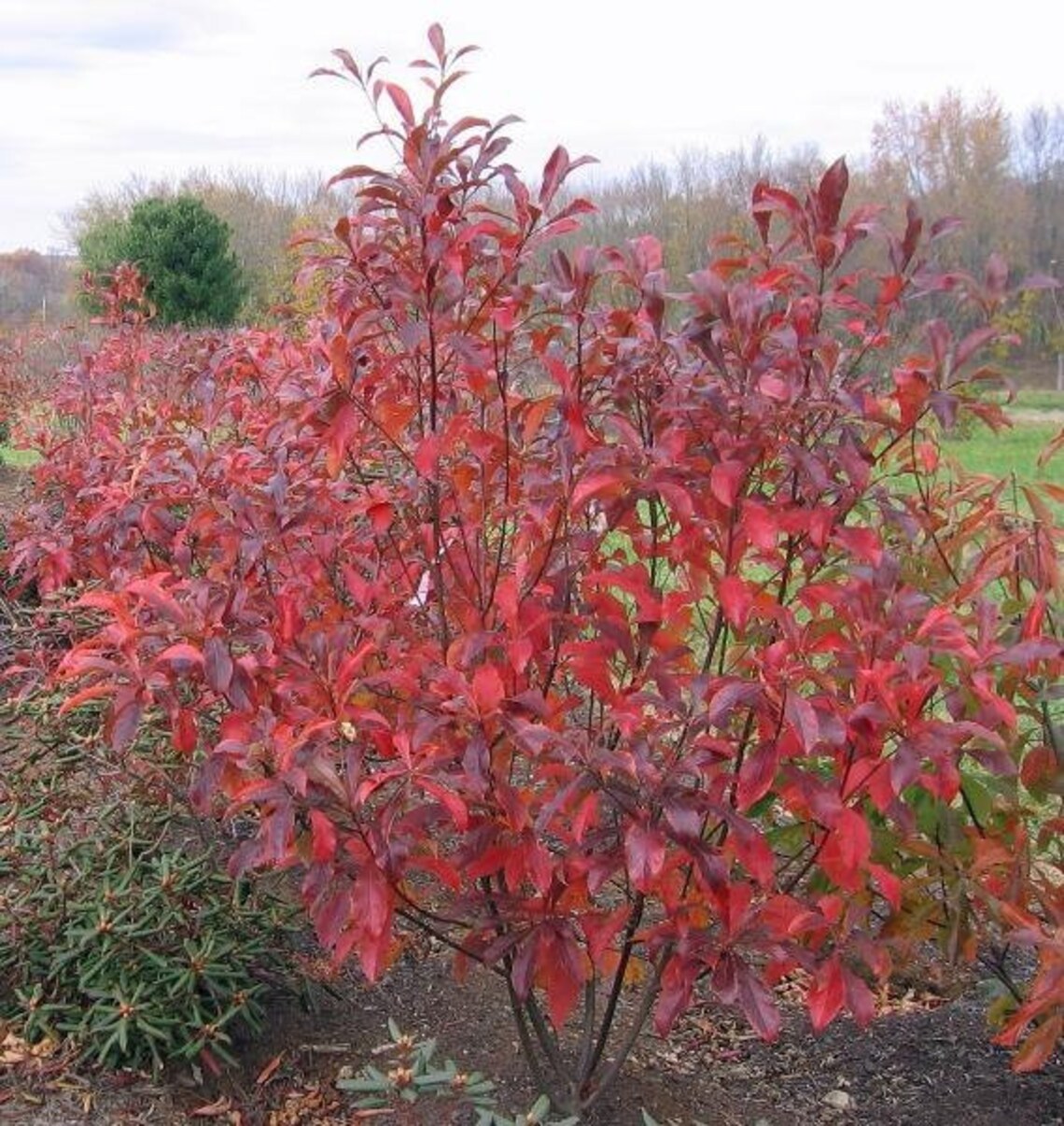 Frankilinia Altamaha Ben Franklin Tree Franklin Tree 5 - Etsy