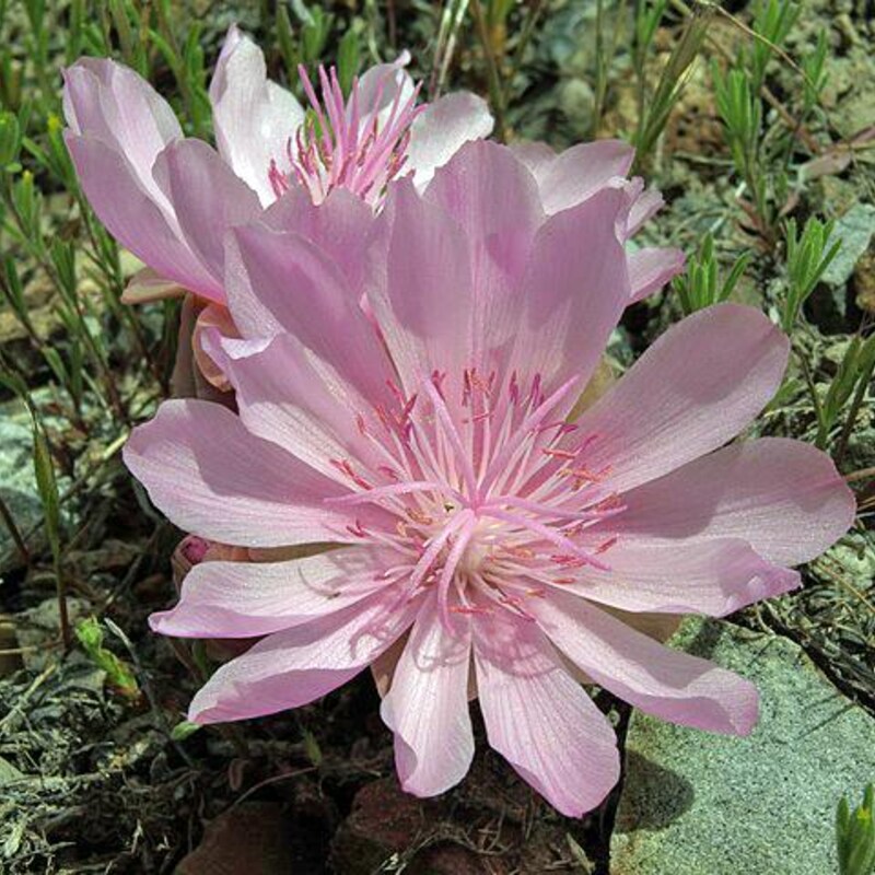 Bitterroot Flower - Etsy