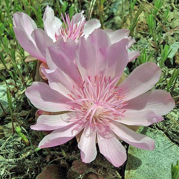 Bitterroot Flower - Etsy