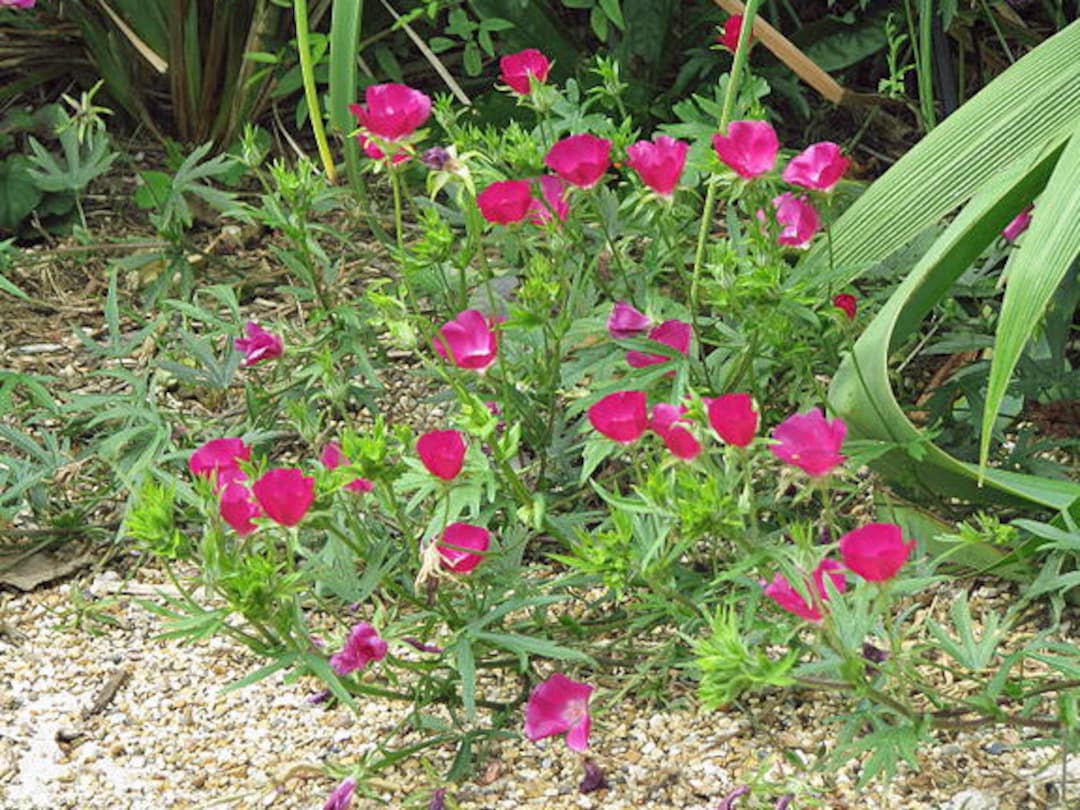 Callirhoe Involucrata Purple Poppy Mallow 10 Seeds - Etsy
