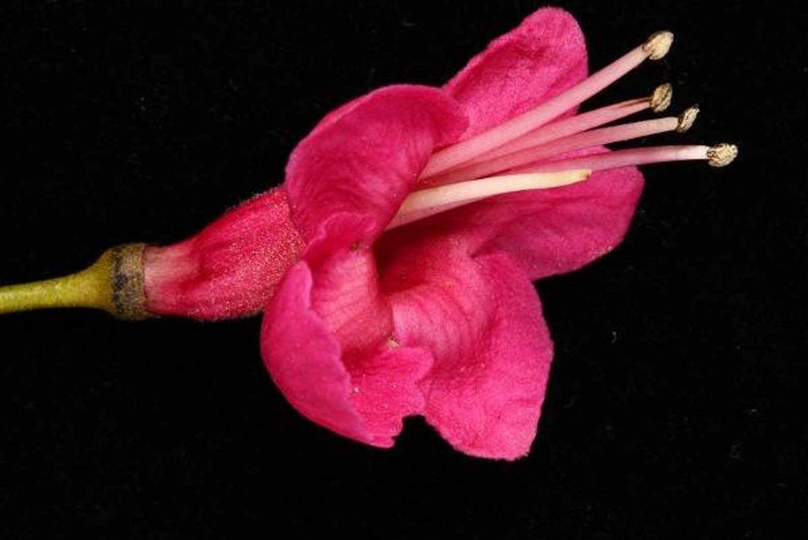 Vitex Lucens Puriri New Zealand Chaste Tree RARE Puriri 10 Seeds - Etsy