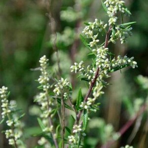 Artemisia Vulgaris | Common Mugwort | Sailors Tobacco | Felon Herb | 20 ...