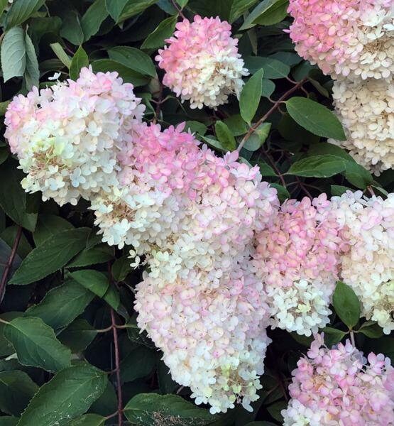 Hydrangea Paniculata Grandiflora Pee Gee Hydrangea 100 Etsy
