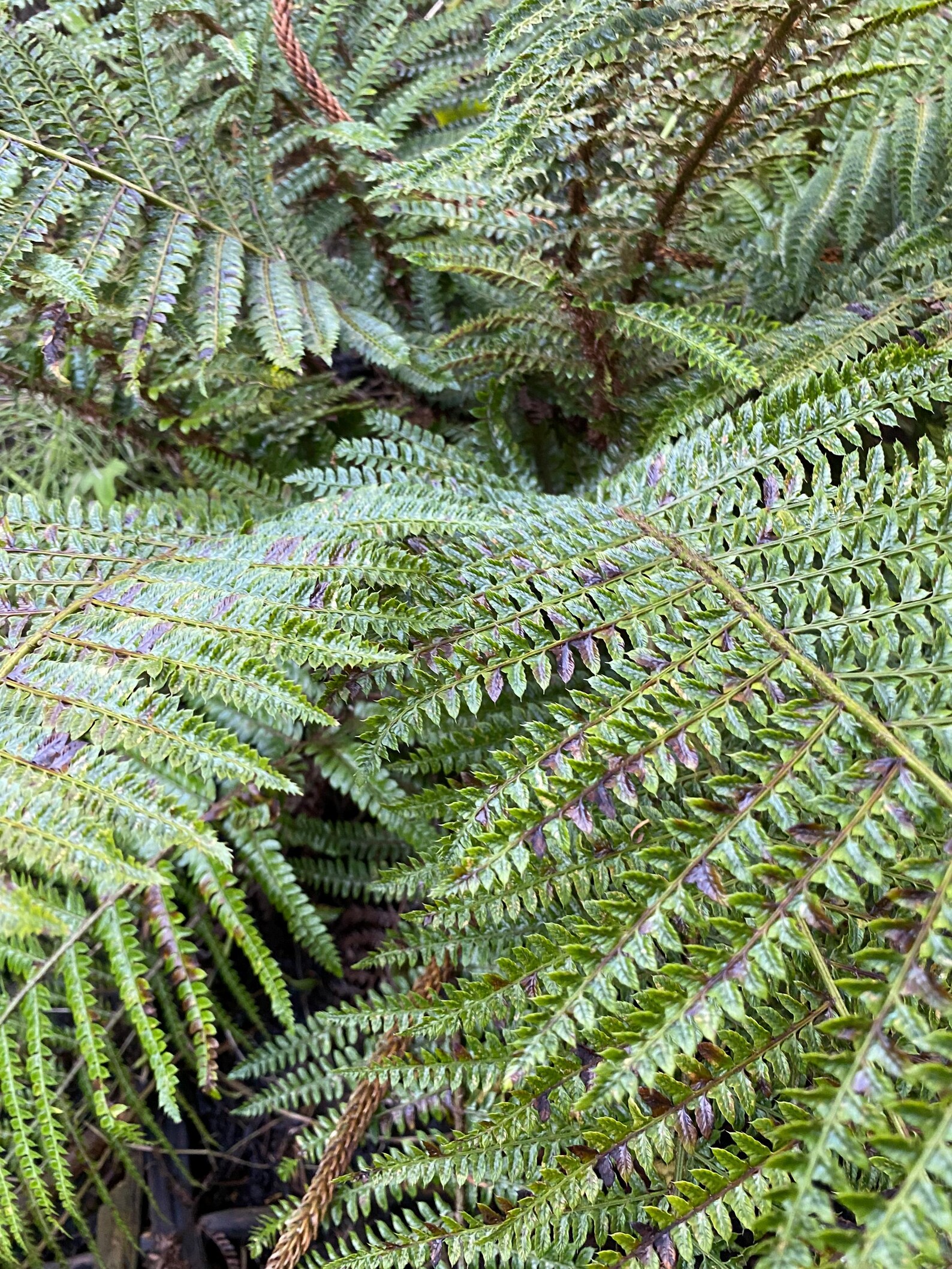 Polystichum Polyblephorum | Japanese Tassel Fern | 250 Spores - Etsy