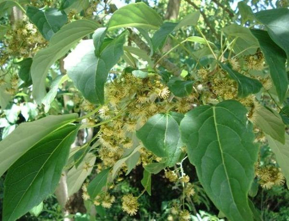Idesia Polycarpa Igiri Tree Wonder Tree 20 Seeds | Etsy