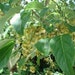 Idesia Polycarpa | Igiri Tree | Wonder Tree | 20 Seeds - Etsy