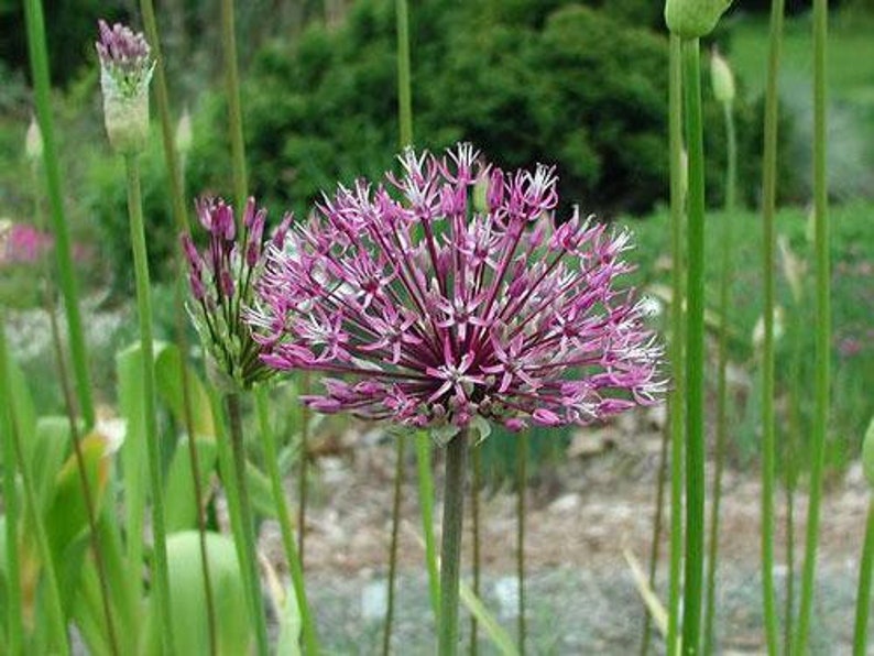 Allium Jesdianum | Ornamental Onion or Allium | Michael Hoog | 10 Seeds ...