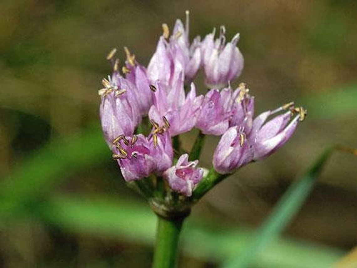 Allium Senescens Aging or Broadleaf Chives German Garlic | Etsy